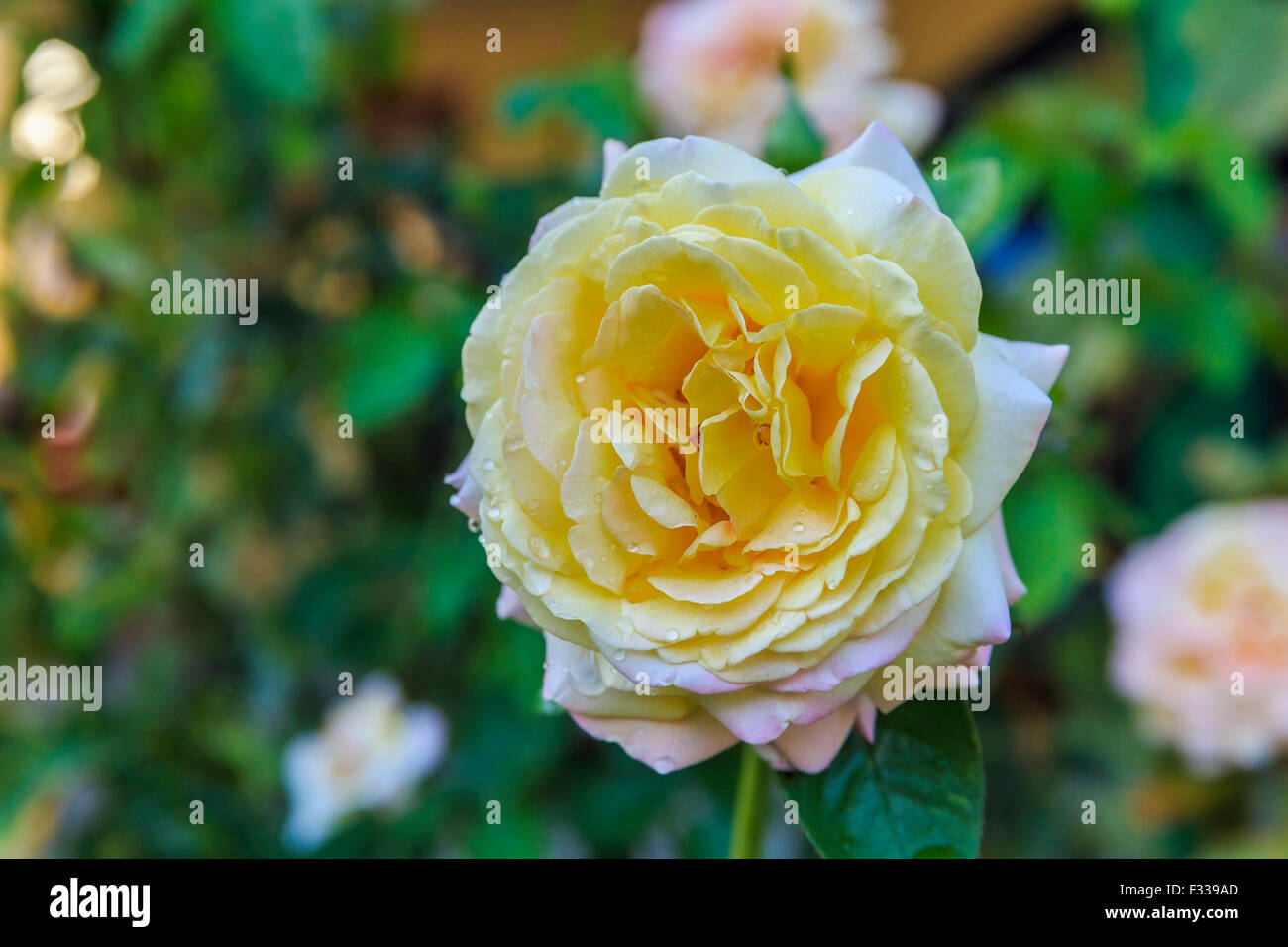 Yellow rose drops dew hi-res stock photography and images - Alamy