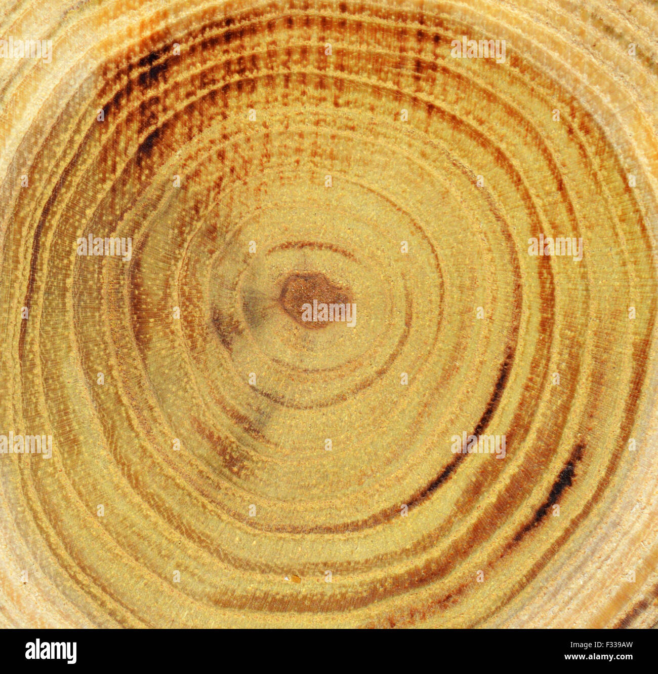 Tree slice background Stock Photo - Alamy