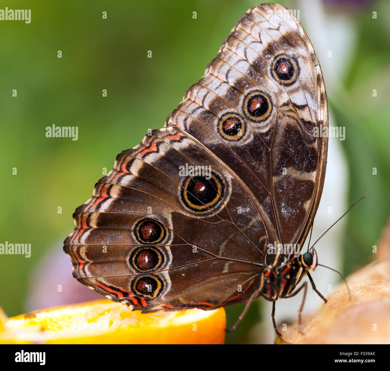 Butterfly legs close up hi-res stock photography and images - Alamy