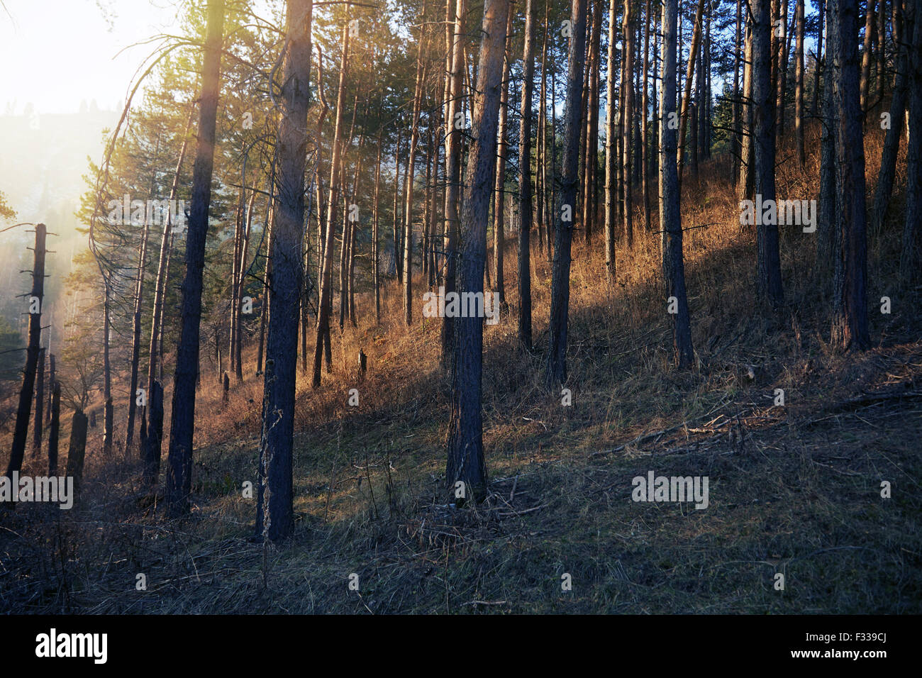 Pinewood forest during sunset in Scotland, UK. Europe Stock Photo - Alamy