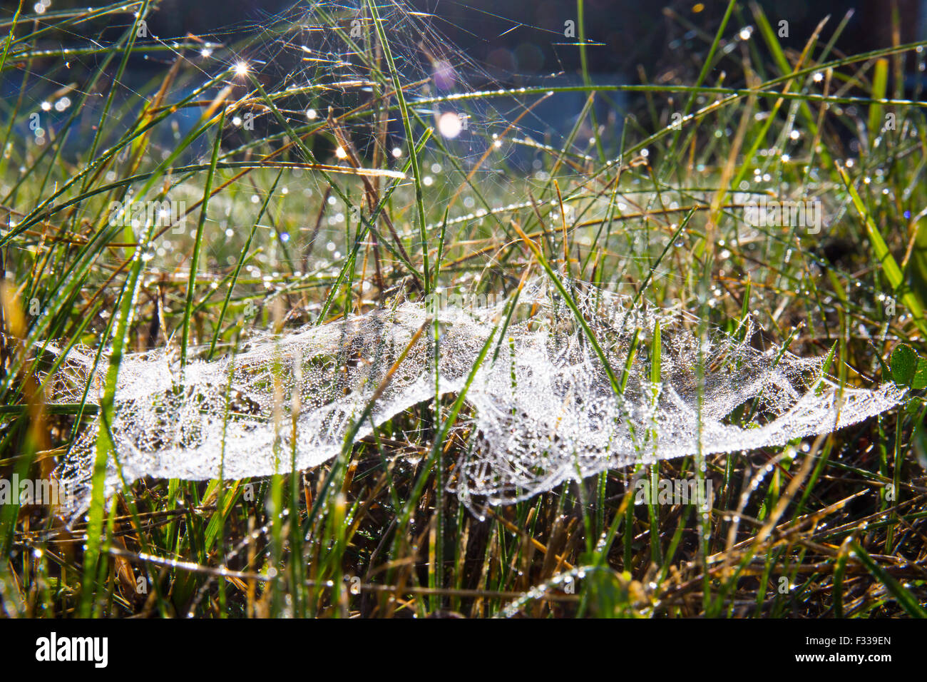 Cobweb in grass with small drops of dew with morning sunshine Stock ...
