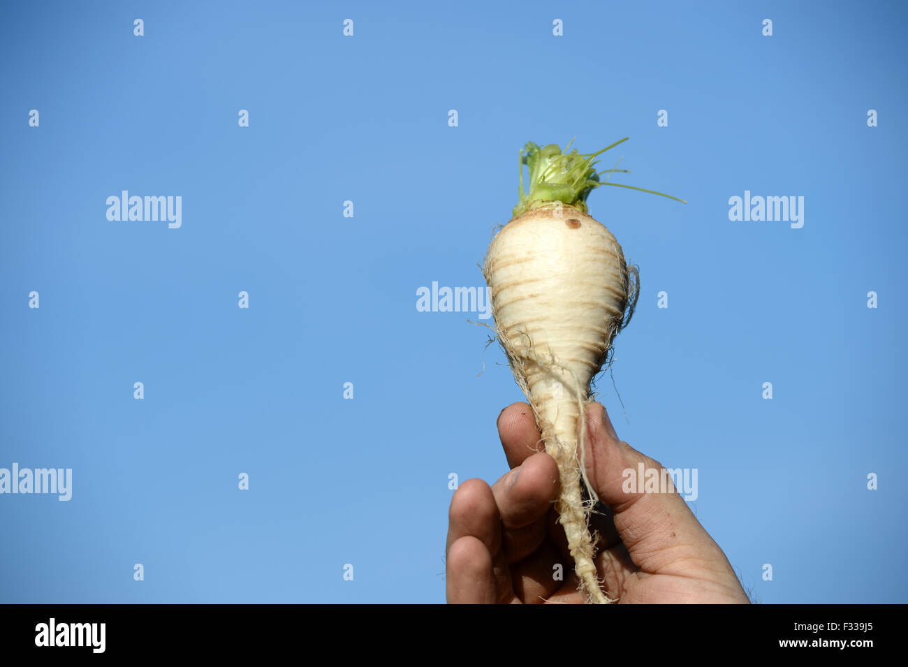 A Teltow turnip (Brassica rapa subvar. pygmaea) pictured in Teltow ...