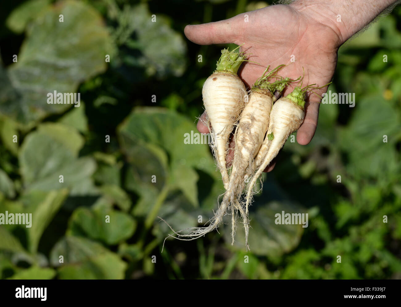 A Teltow turnip (Brassica rapa subvar. pygmaea) pictured in Teltow ...