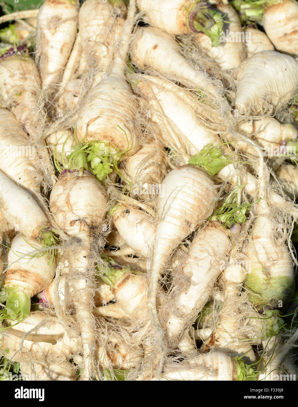 A Teltow turnip (Brassica rapa subvar. pygmaea) pictured in Teltow ...