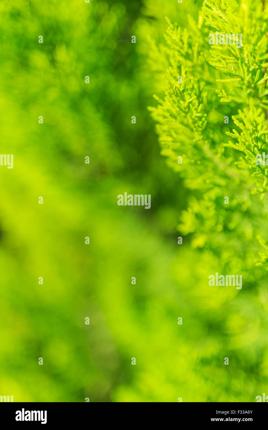 Evergreen thuja tree close up beautiful natural background Stock Photo ...