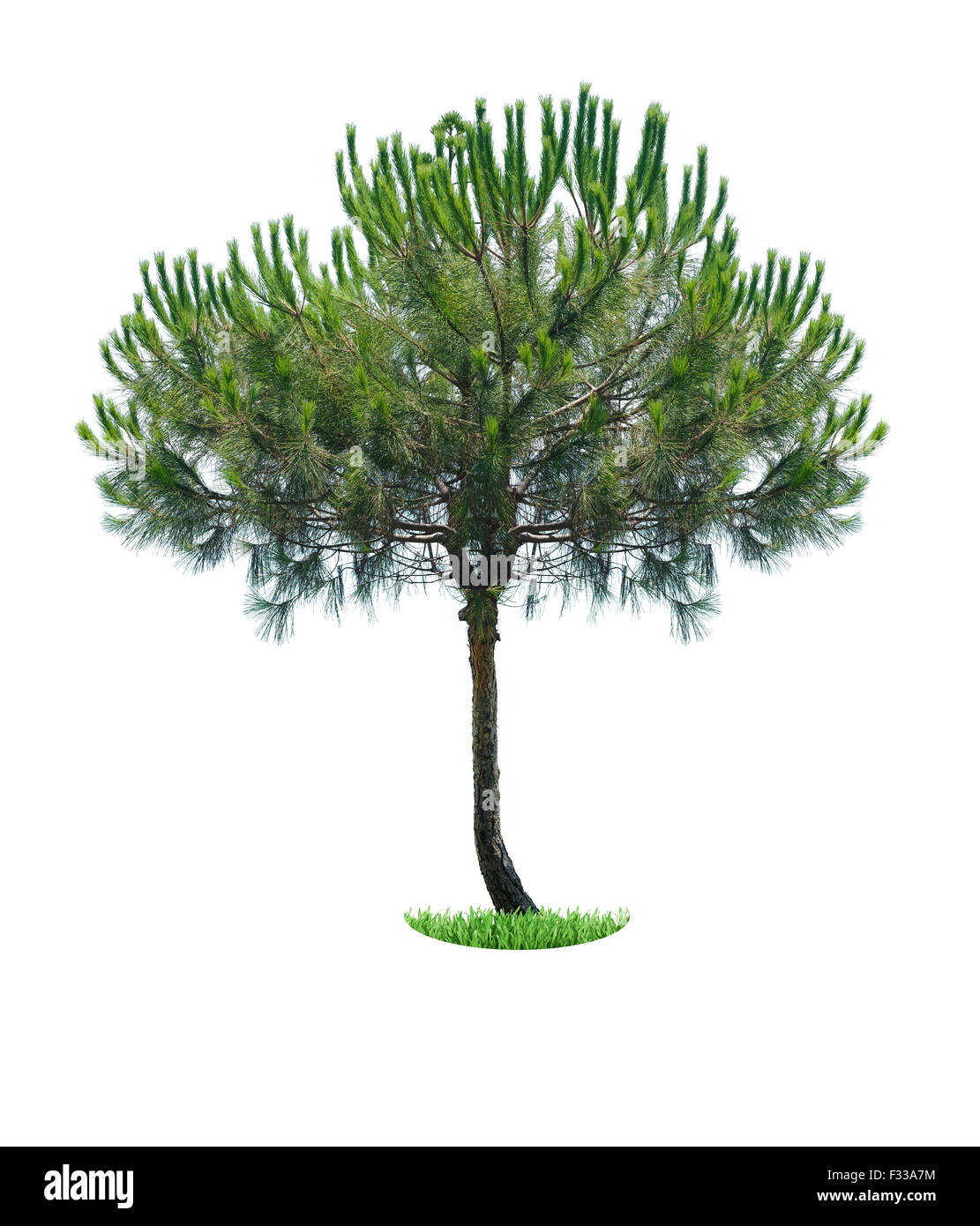 One pine tree Cut Out Stock Images & Pictures - Alamy