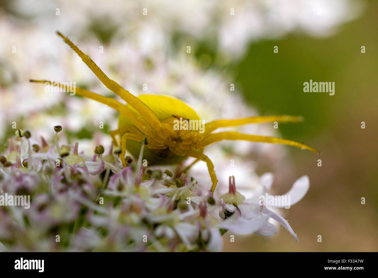 Detail of a Bright Yellow Crab Spider (Misumena vatia) in Defensive ...