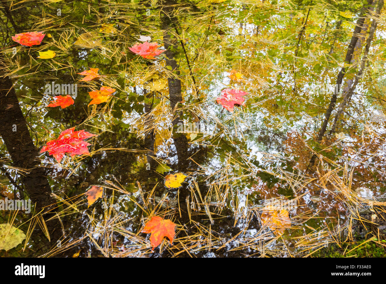 Surrounding trees are reflected in a small forest puddle full with ...