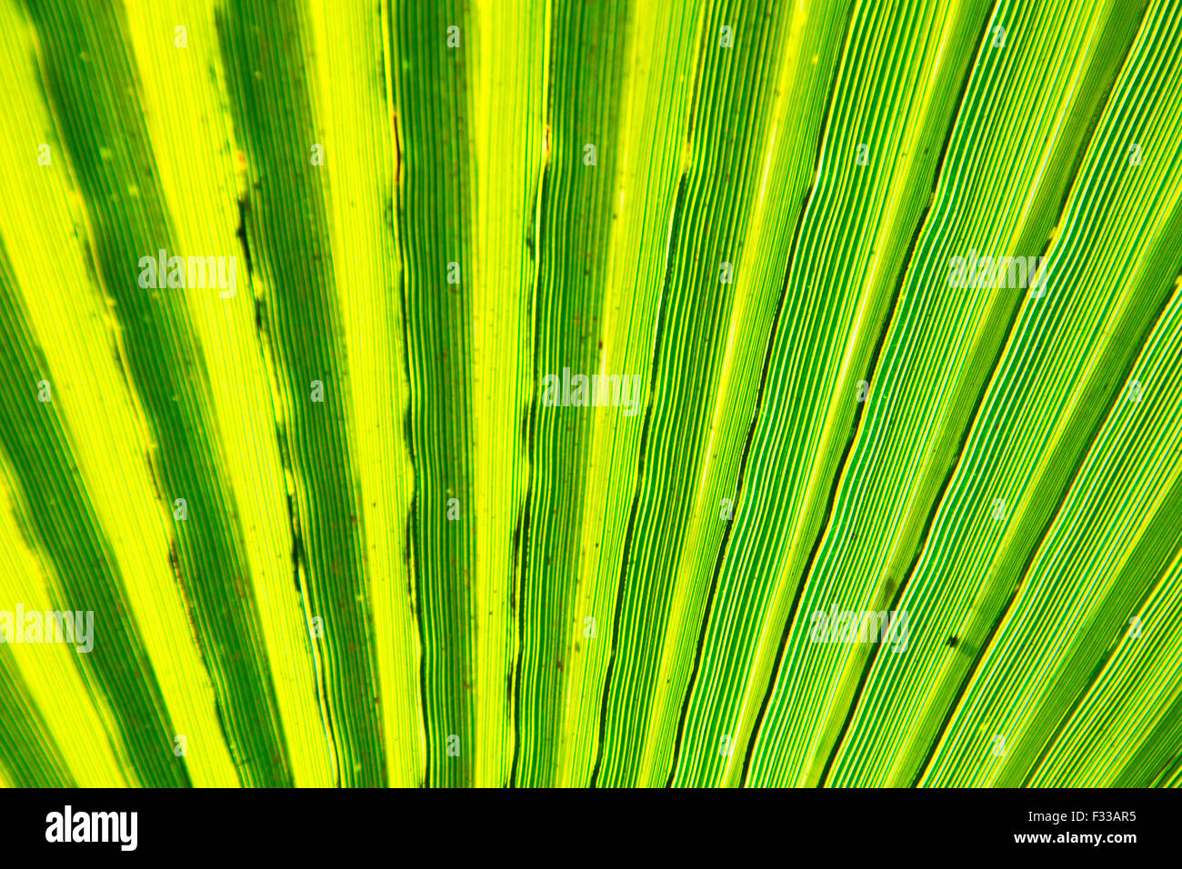 abstract green leaf in the light and shadow morocco africa Stock Photo ...