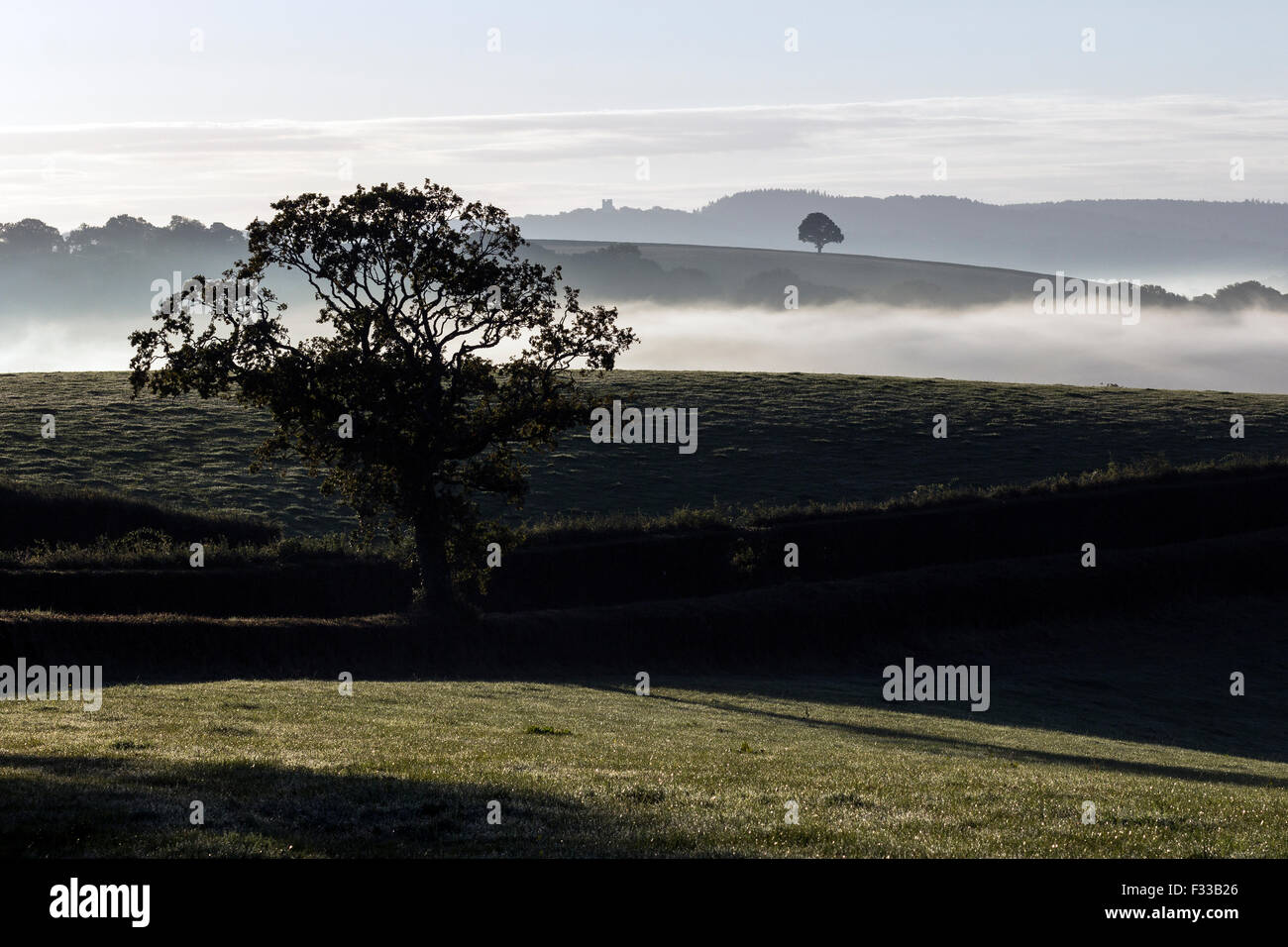Oak trees in morning mist,Devon,Teign Valley,fog,Foggy sunrise over ...