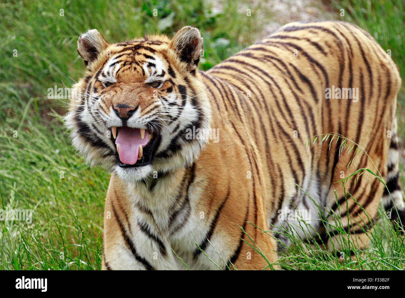 Bengal tiger snarling hi-res stock photography and images - Alamy