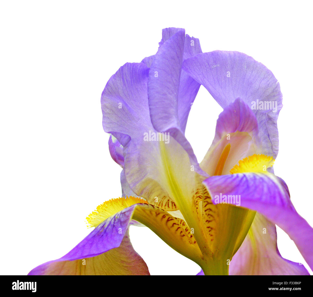 White iris hi-res stock photography and images - Alamy