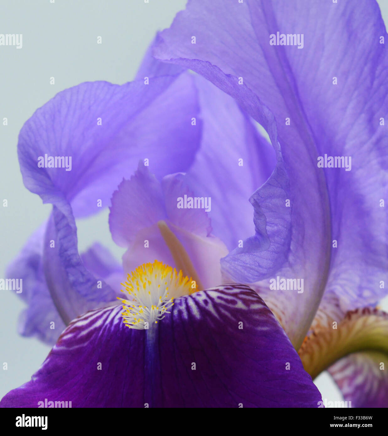 Blue iris flower hi-res stock photography and images - Alamy