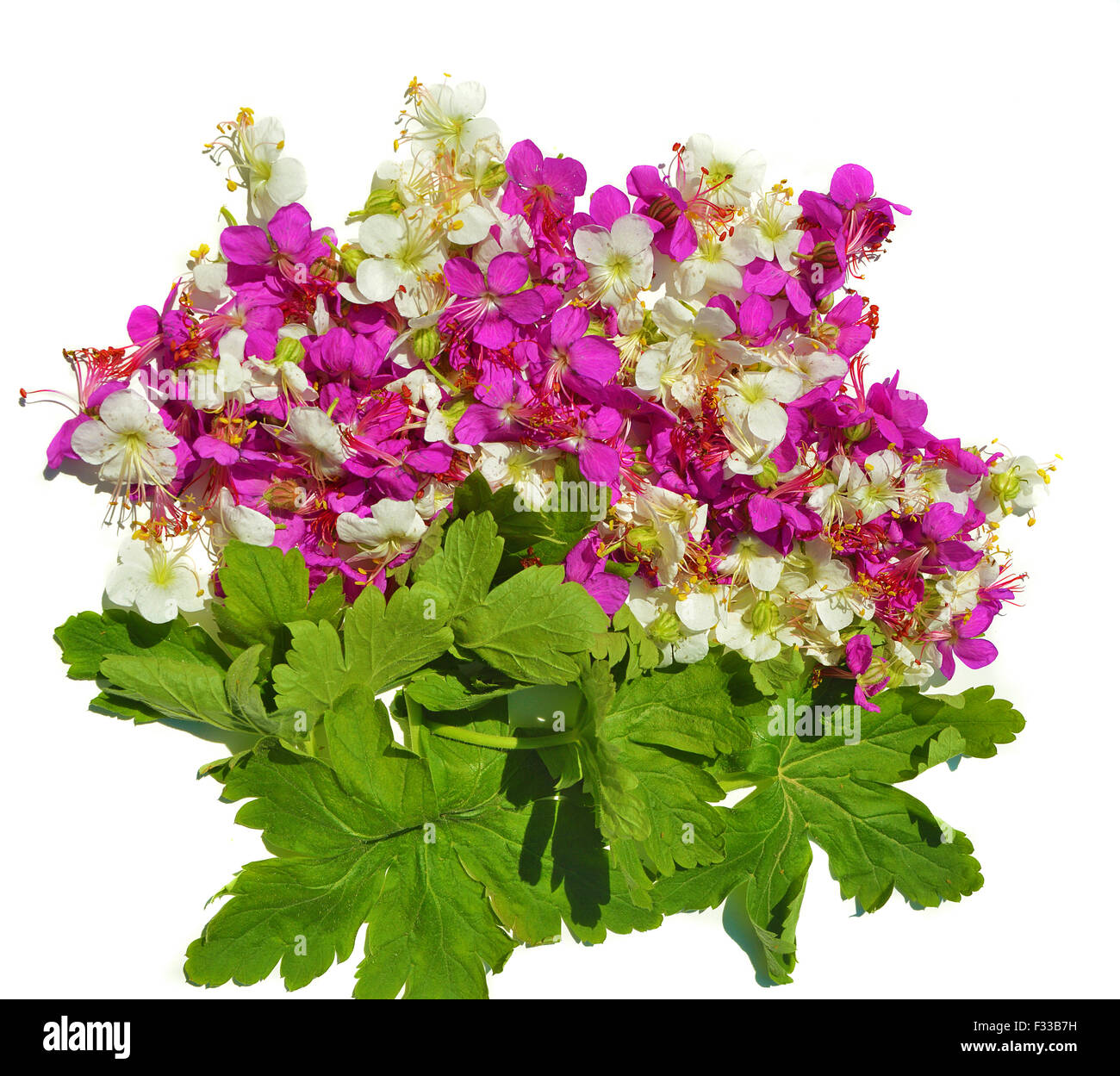 Geranium leaf Cut Out Stock Images & Pictures - Alamy