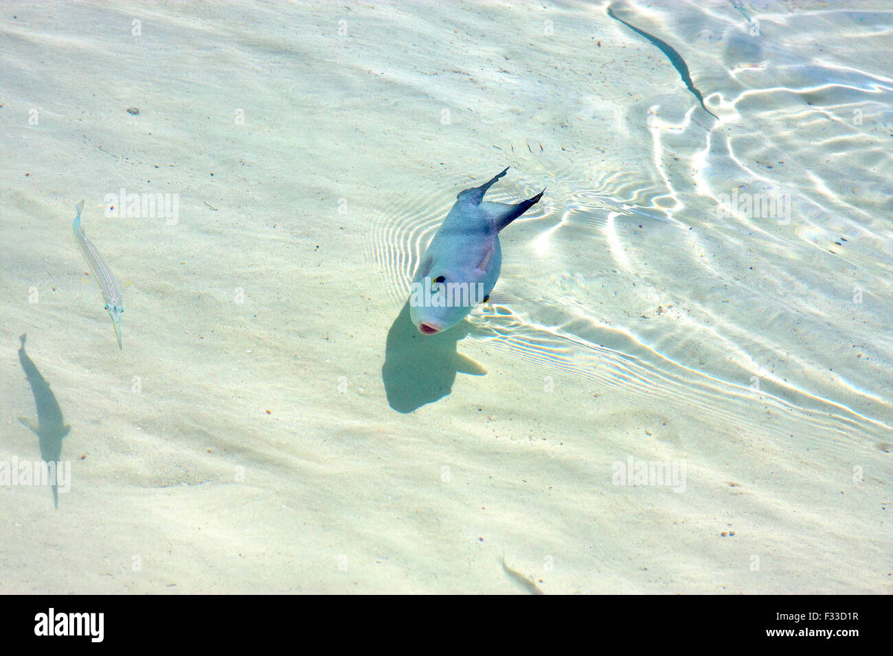 little fish isla contoy in mexico froath and foam the sea drop sunny ...