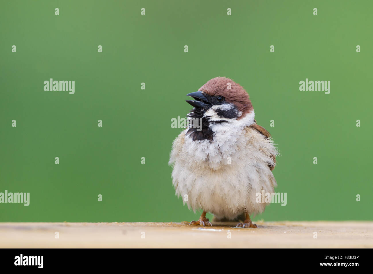 Eurasian Tree Sparrow Stock Photo - Alamy