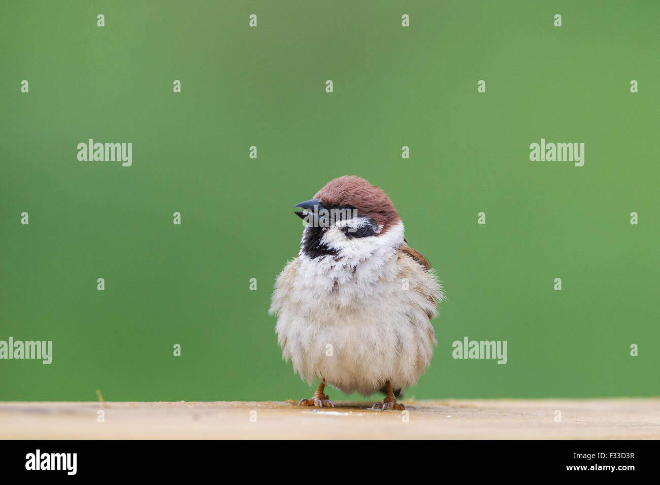Eurasian Tree Sparrow Stock Photo - Alamy