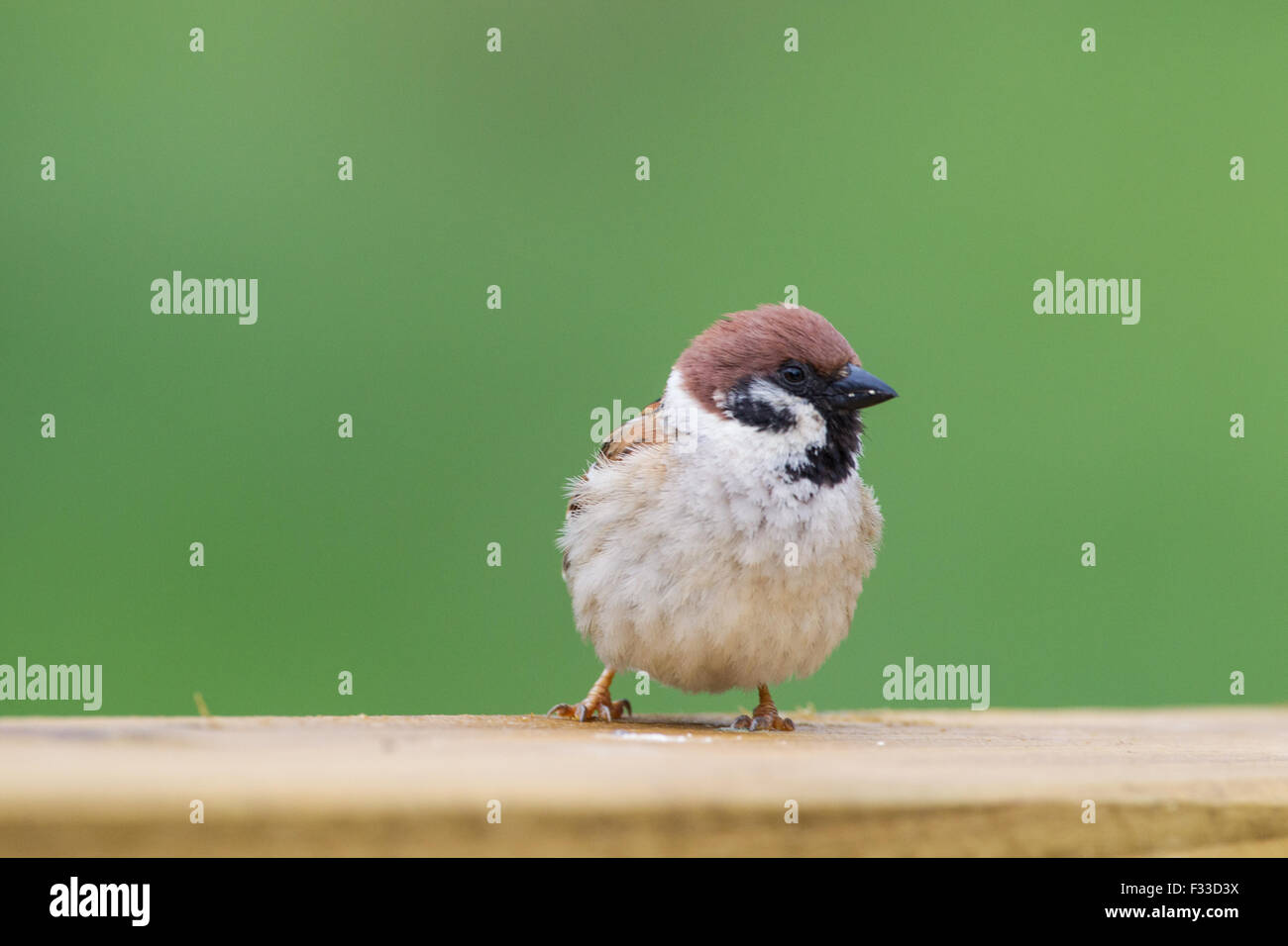 Eurasian sparrow hi-res stock photography and images - Alamy