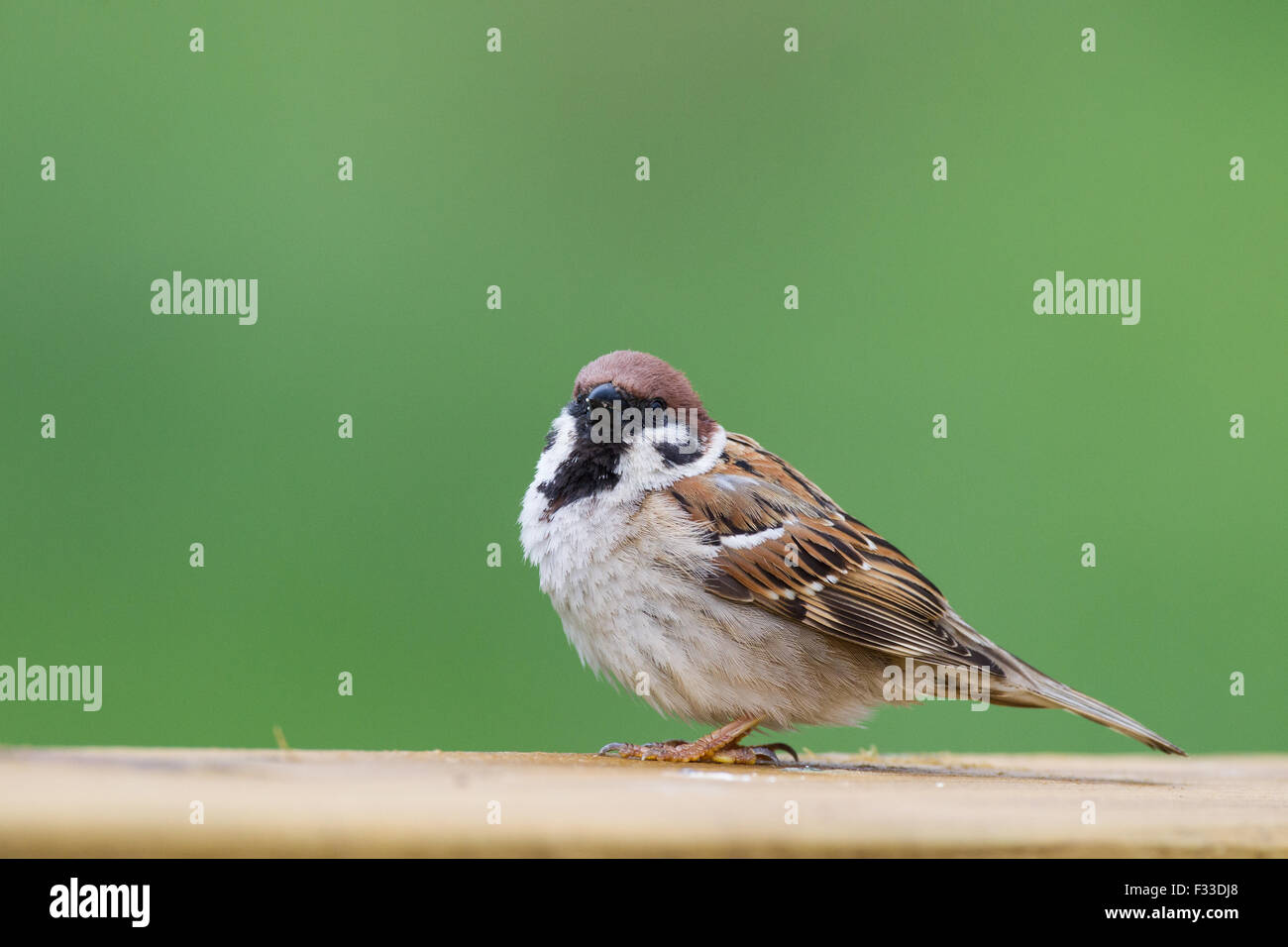 Eurasian Tree Sparrow Stock Photo - Alamy
