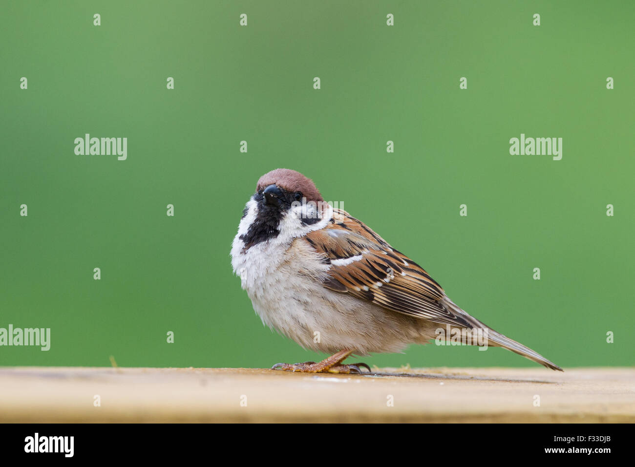 Eurasian Tree Sparrow Stock Photo - Alamy