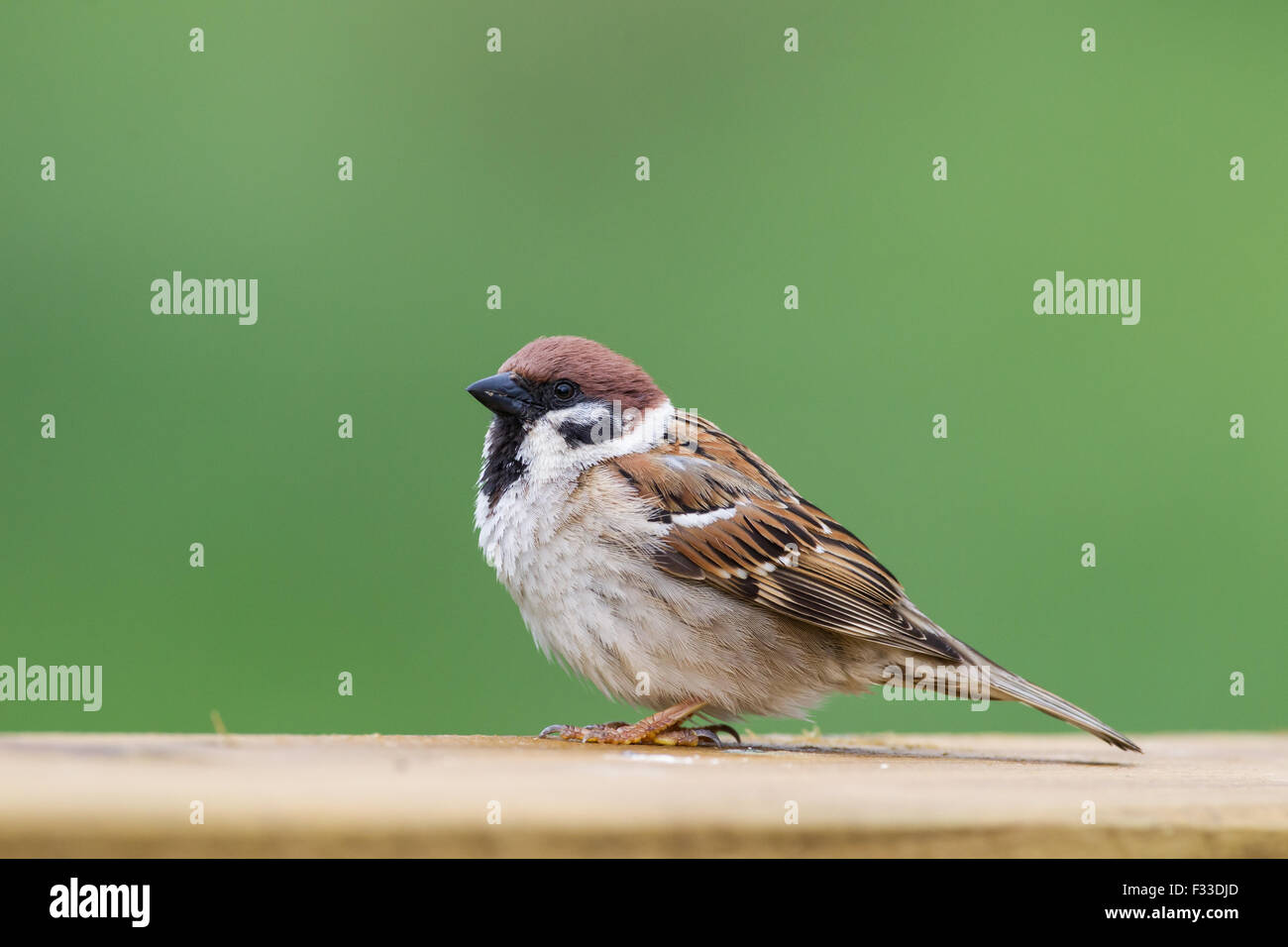 Eurasian Tree Sparrow Stock Photo - Alamy