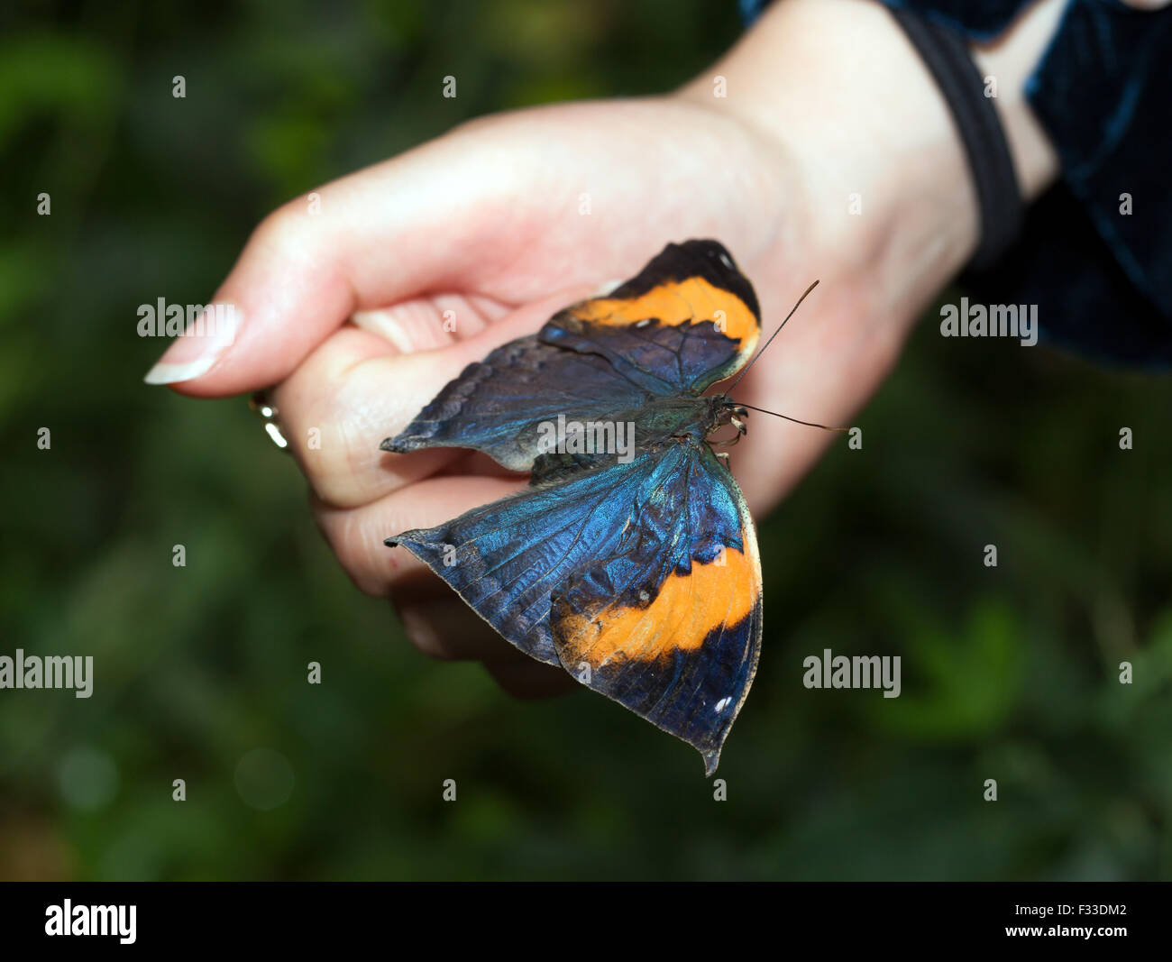 Butterfly top view hi-res stock photography and images - Alamy