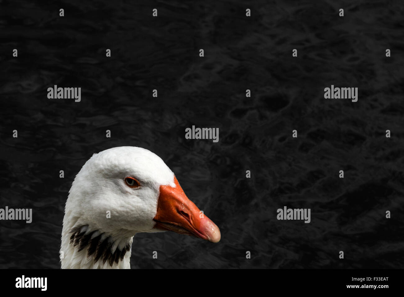 Swan facing camera hi-res stock photography and images - Alamy