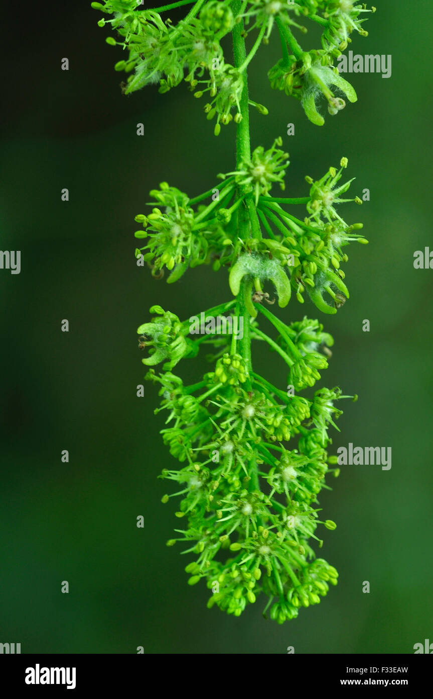 Sycamore tree blossom hi-res stock photography and images - Alamy