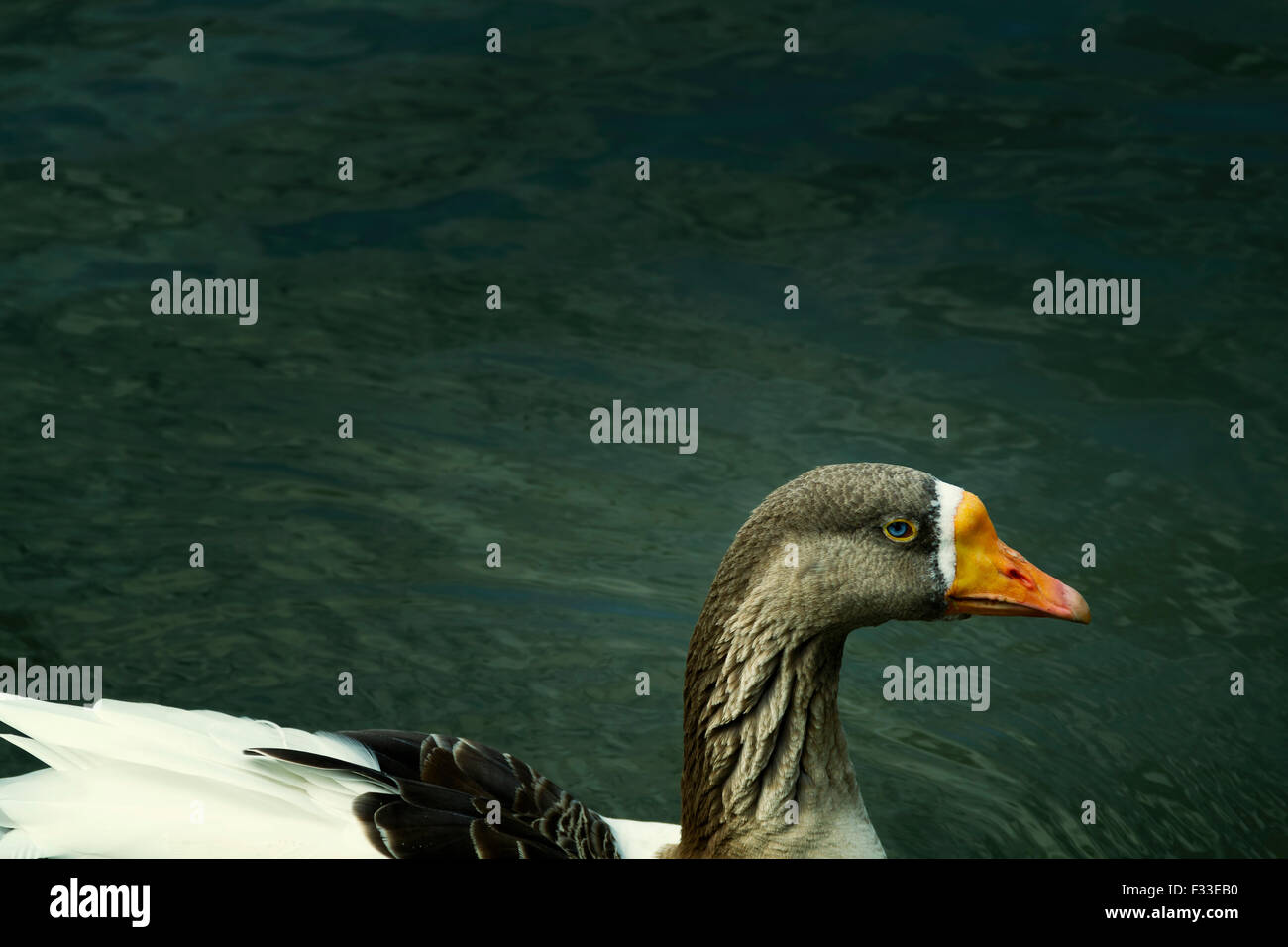 One duck in the water Stock Photo - Alamy