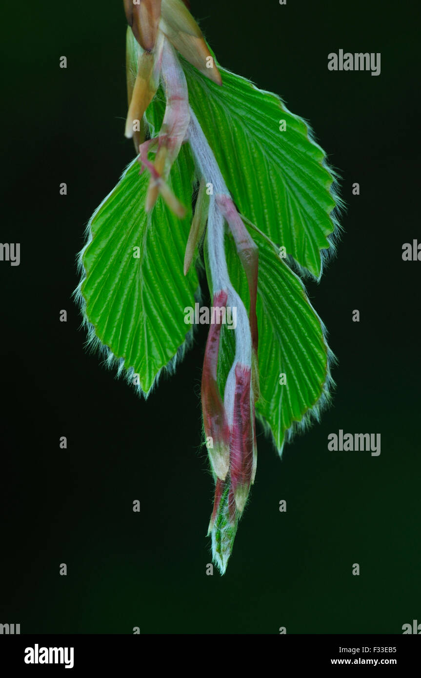 beech leaves in spring Stock Photo - Alamy