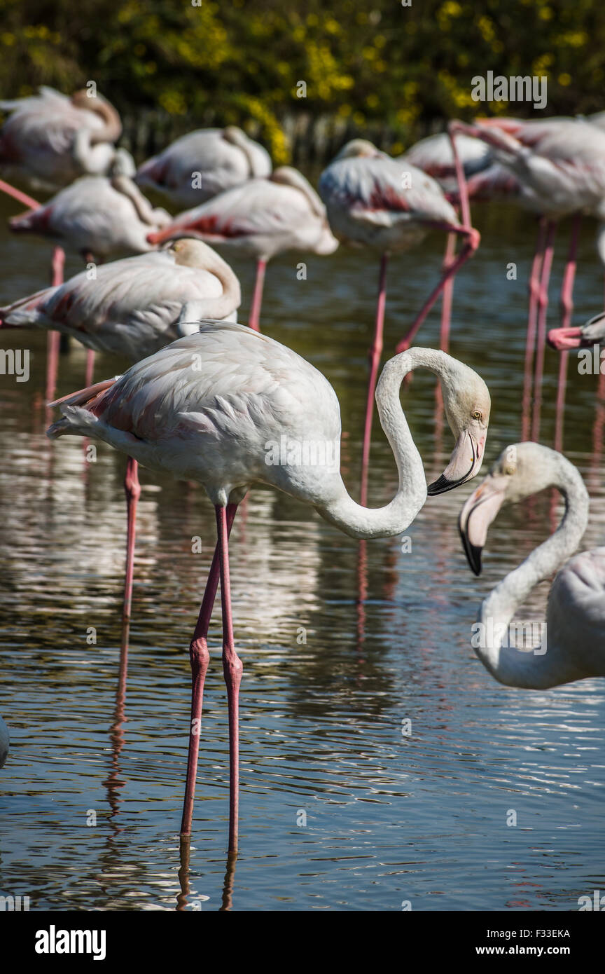 Pink big bird Greater Flamingo (Phoenicopterus ruber) in the water ...