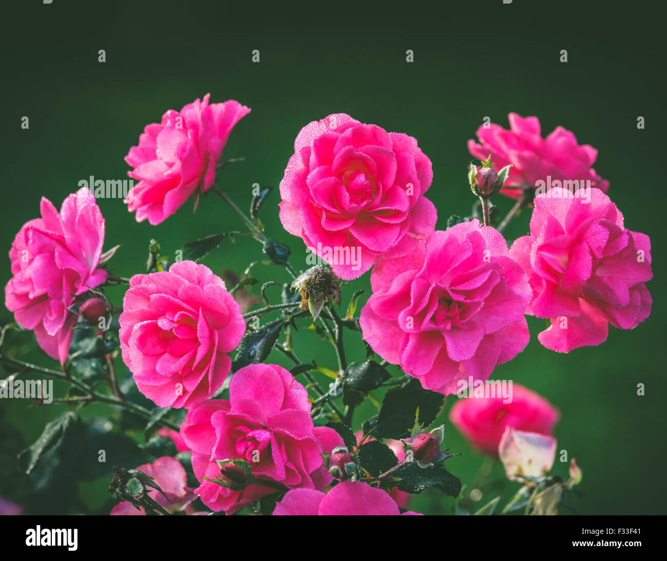 Pink roses and dew drops Stock Photo - Alamy
