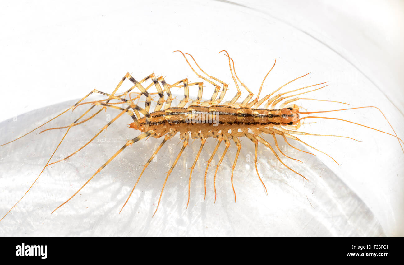 Macro view of Scutigera coleoptrata commonly known as the house ...