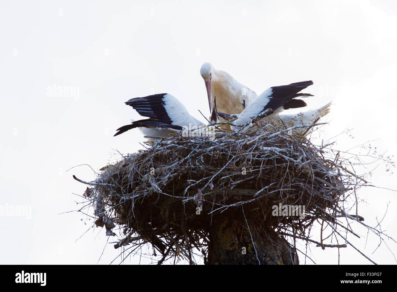 White Stork on nest in spring Stock Photo - Alamy