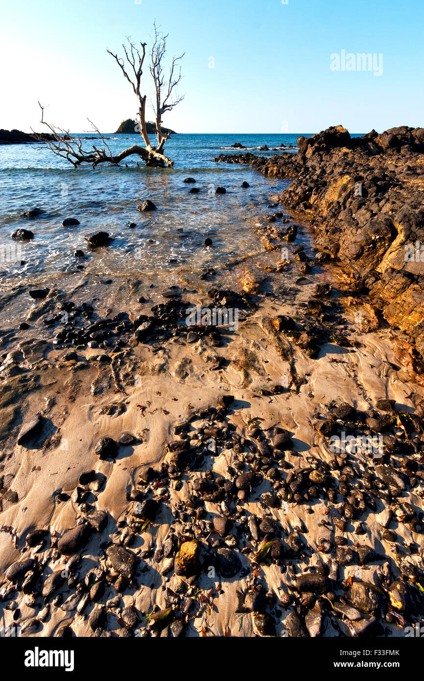 dead tree andilana beach seaweed in indian ocean madagascar sand isle ...