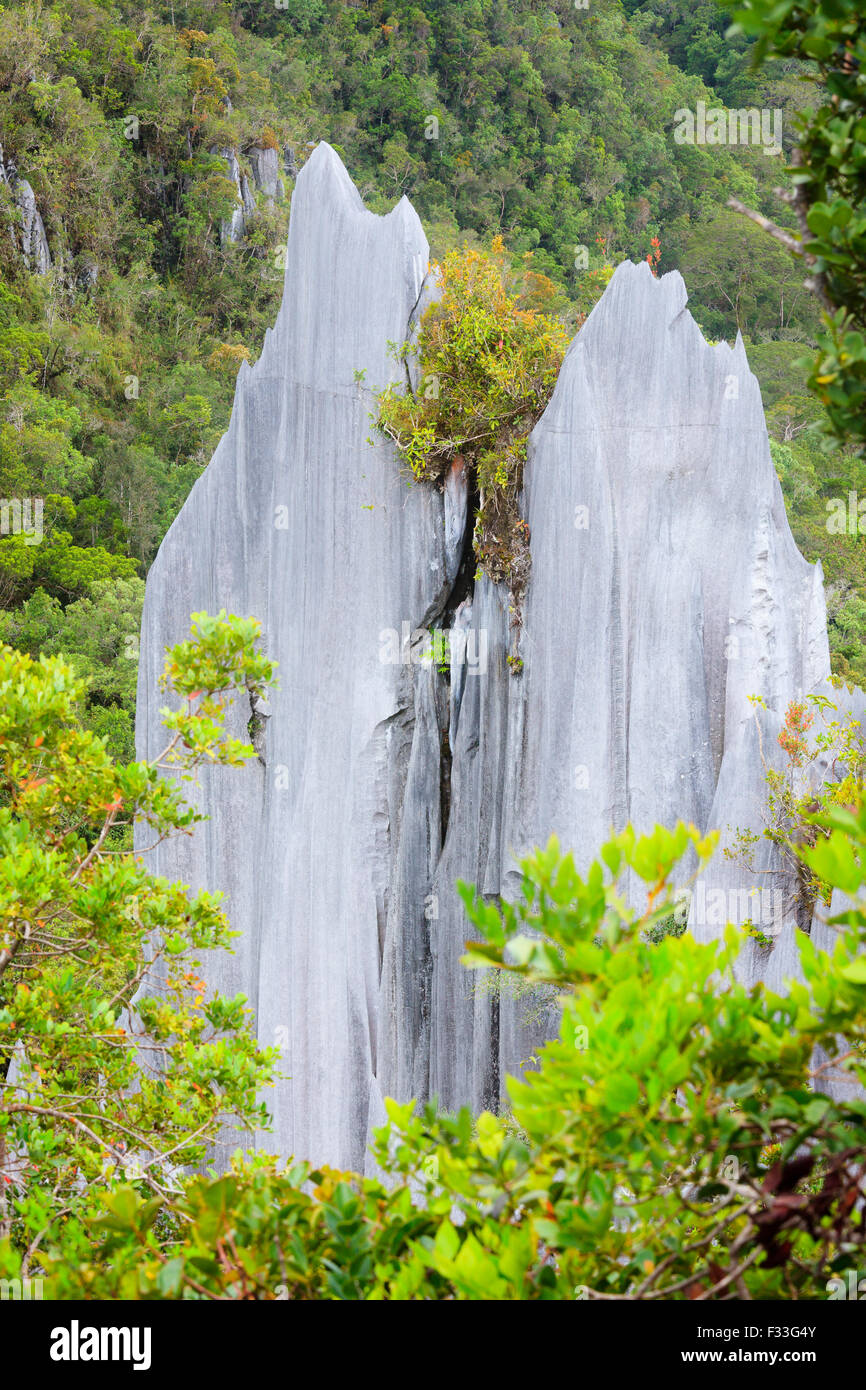 Limestone pinnacles at gunung mulu national park Stock Photo - Alamy