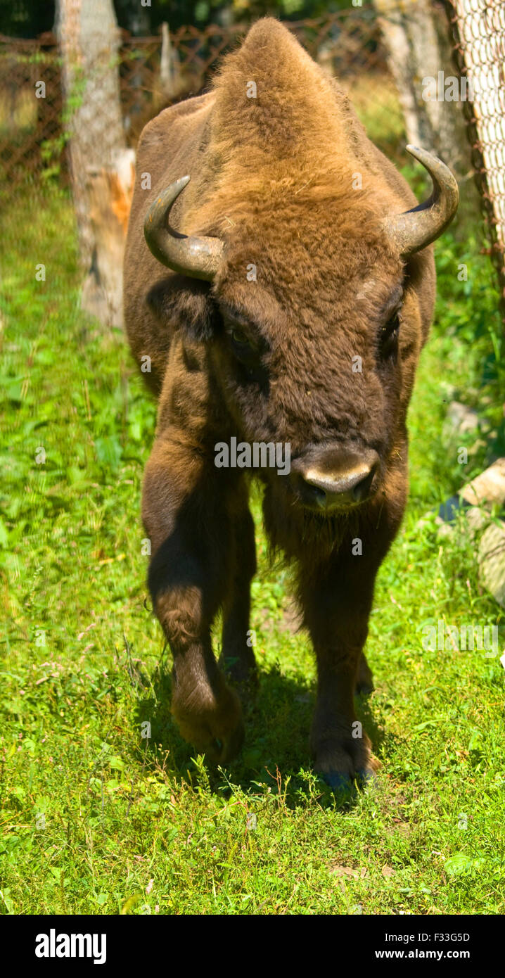 Big Bison bonasus running on nature Stock Photo - Alamy