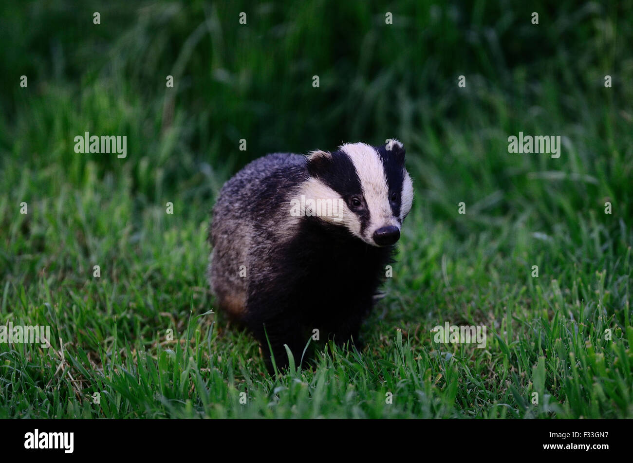 Badger Head High Resolution Stock Photography and Images - Alamy