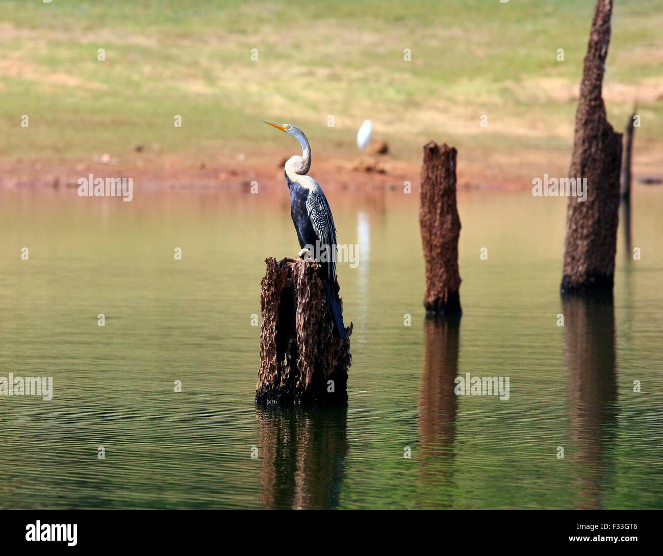 Periyar Tiger Reserve Stock Photo - Alamy