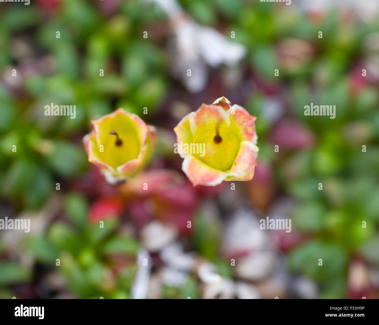 Arctic prairie plants - backgrounds of polar bald mountain macro ...