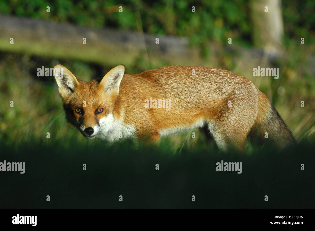red fox vulpes vulpes Stock Photo - Alamy