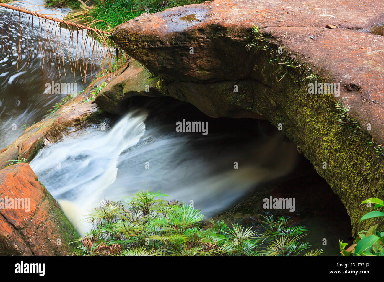 Small stream in jungle Stock Photo - Alamy