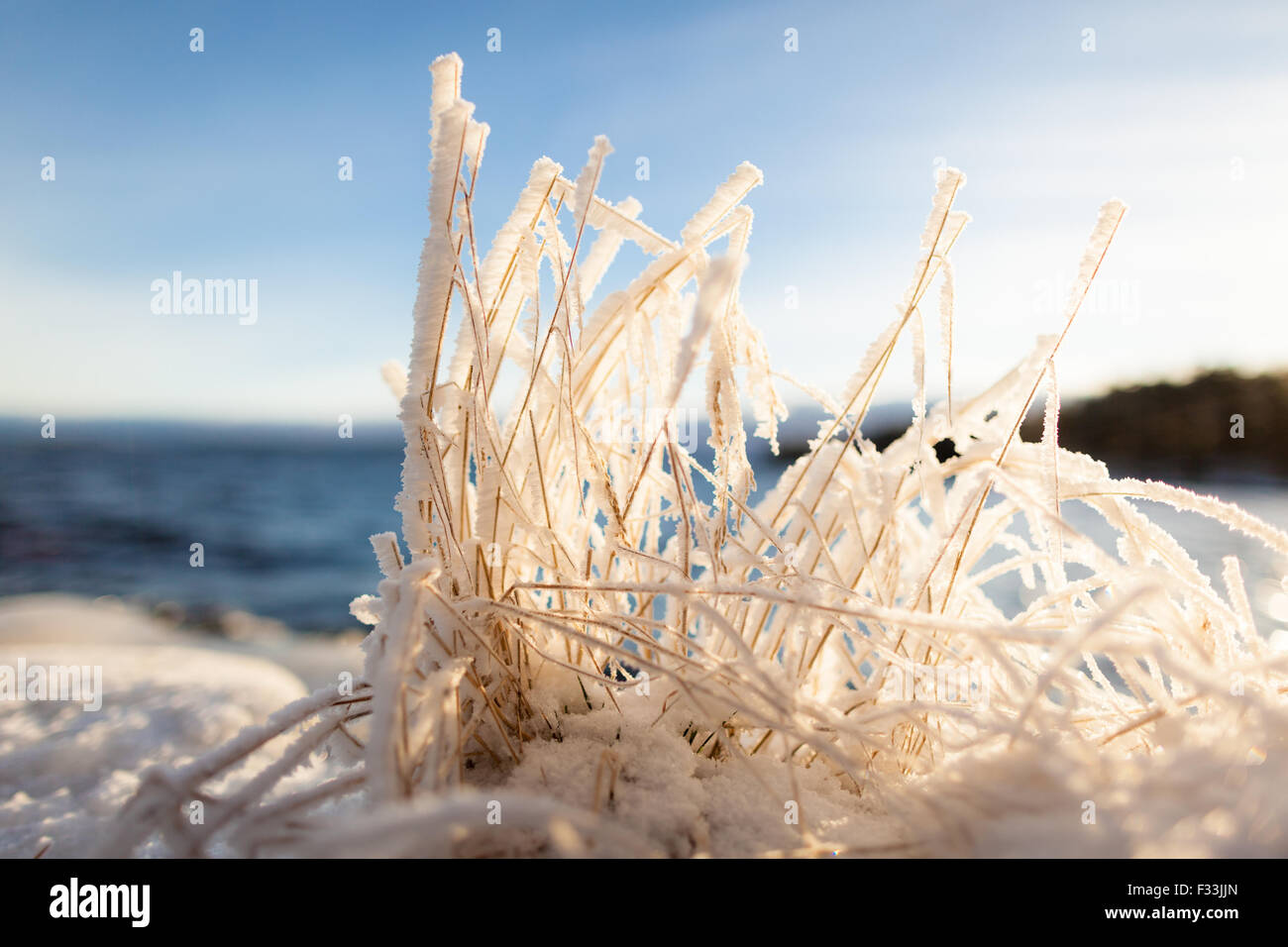 Hay covered in snow Stock Photo - Alamy