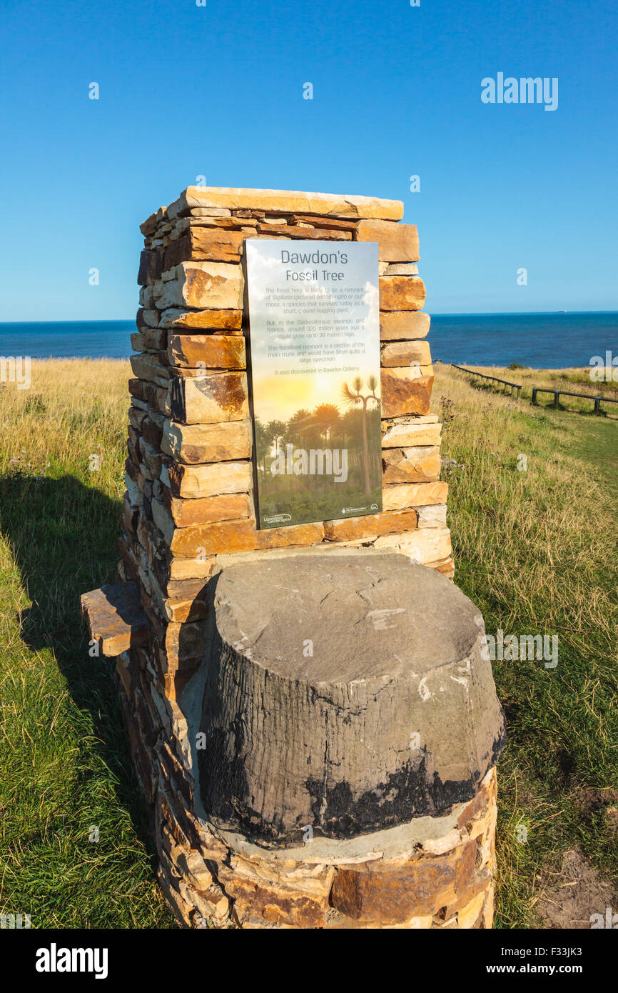 Dawdon's Fossil Tree displayed on the cliffs above Seaham, County ...