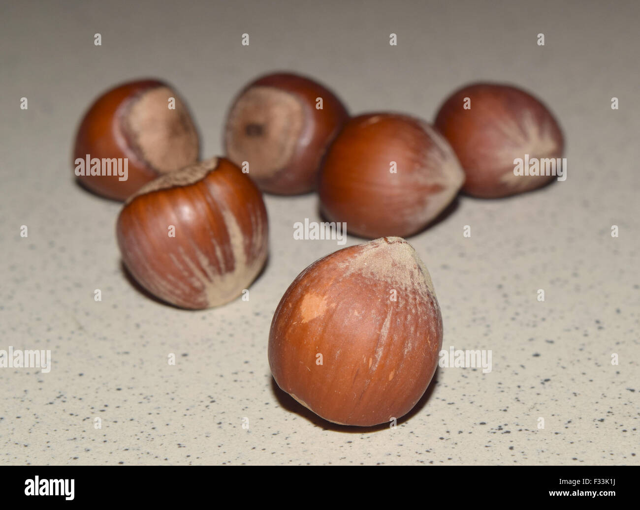 Hazelnut seed hi-res stock photography and images - Alamy