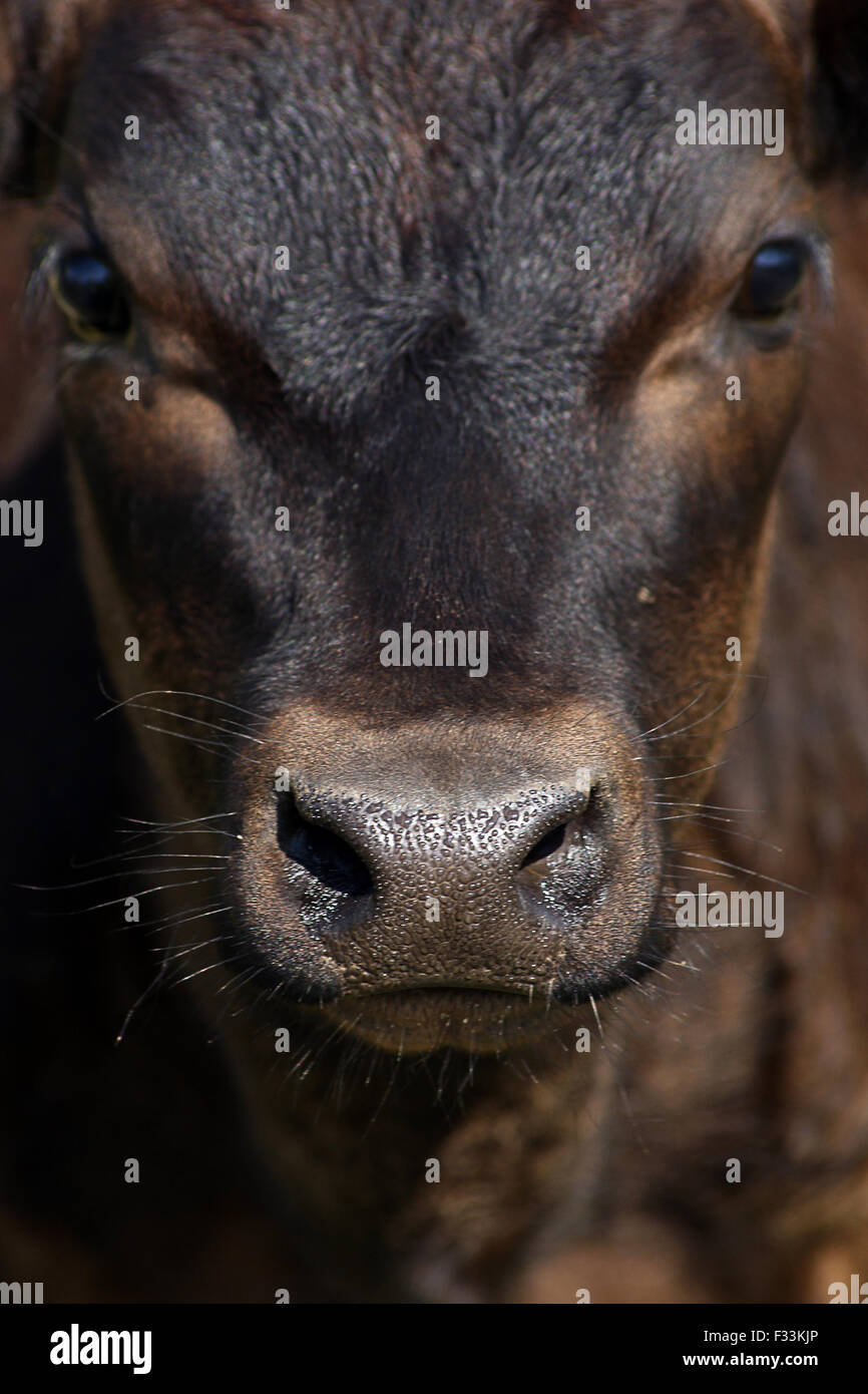 Cow Looking directly at you Stock Photo - Alamy