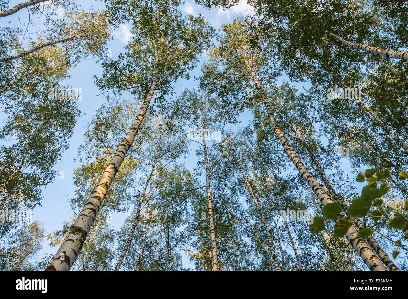 high birch trees on background blue sky Stock Photo - Alamy