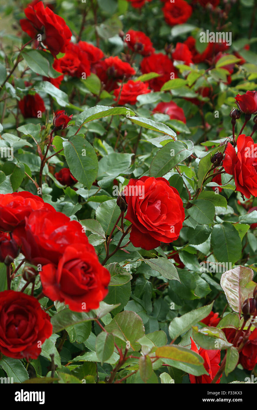 Pretty red rose bush Stock Photo - Alamy