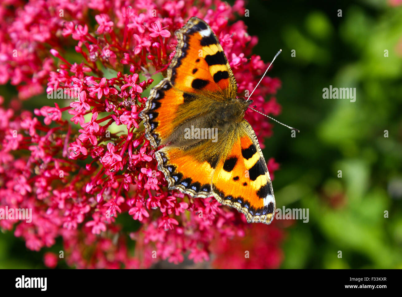 Sitting with tortoises hi-res stock photography and images - Alamy