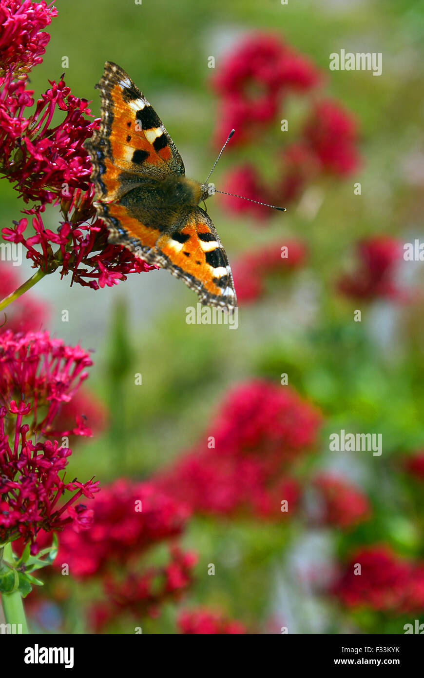 Tortoise spreading its wings, sitting on ruddy flowers Stock Photo - Alamy